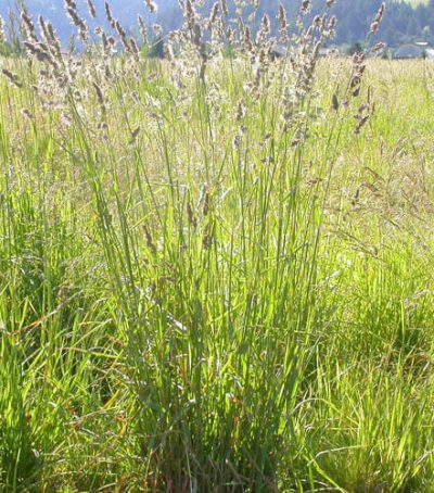 Venta Semillas Forrajeras Vicuña Rozas 5122 Forrajeras césped