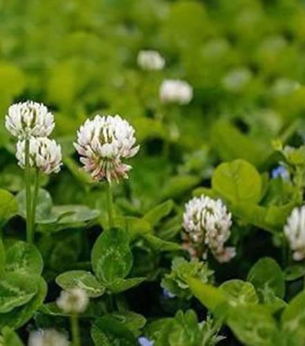 Trébol - Semillas Music